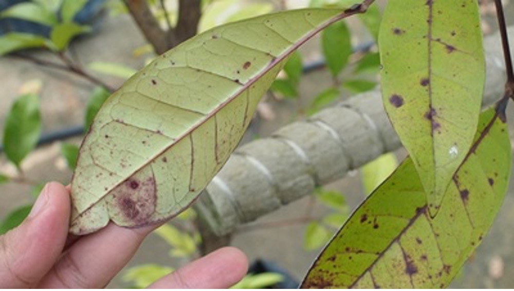 Purple spots on underside of leaves? - Homegrown tastes better.